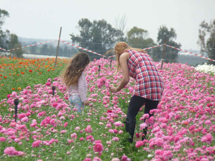 קטיף נוריות באר טוביה - קינדרלנד